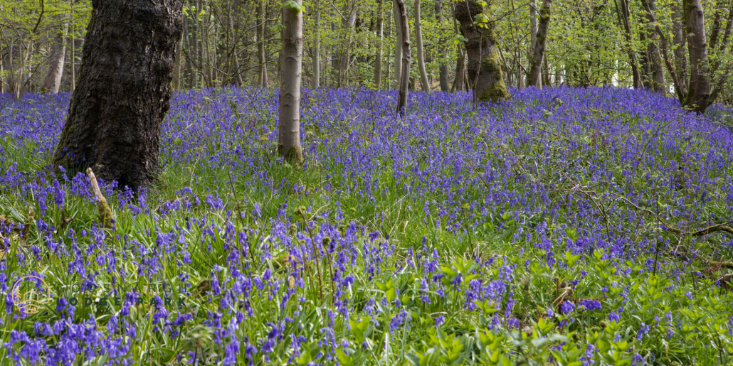 Hidden gems to explore in the Ribble Valley